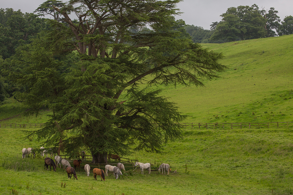 THE PIG - at Combe, Devon Hotel & Restaurant