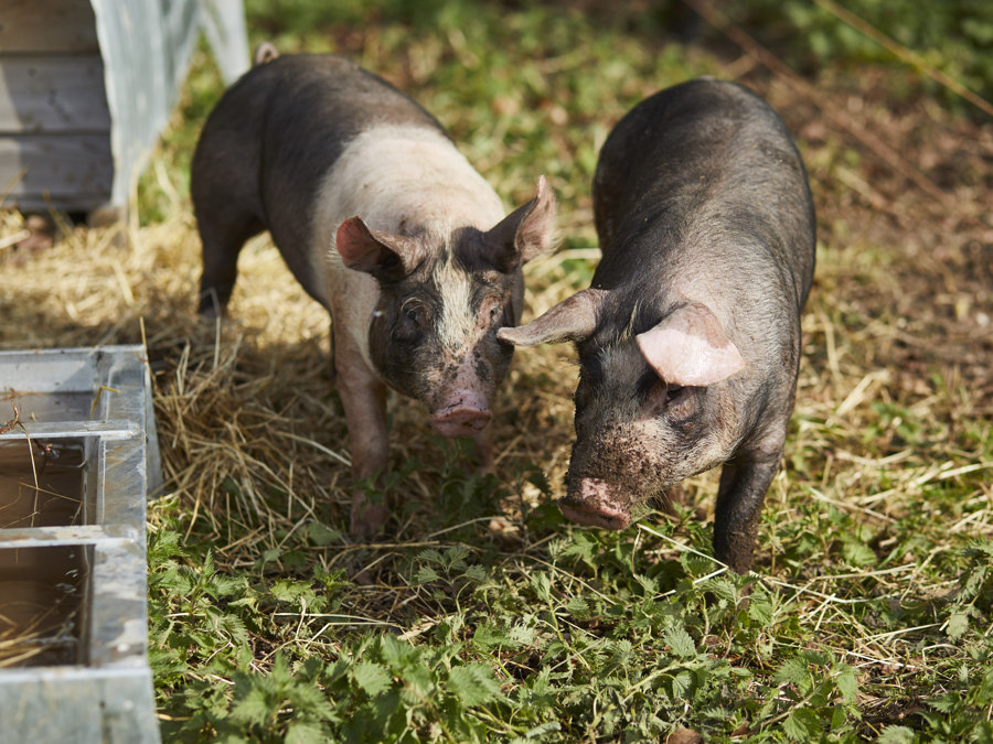 THE PIG - at Bridge Place, Hotel & Restaurant in Canterbury - THE PIG