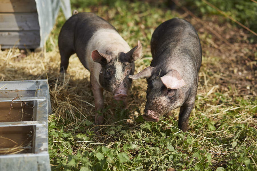 Kitchen Garden Restaurant in the New Forest - THE PIG - THE PIG