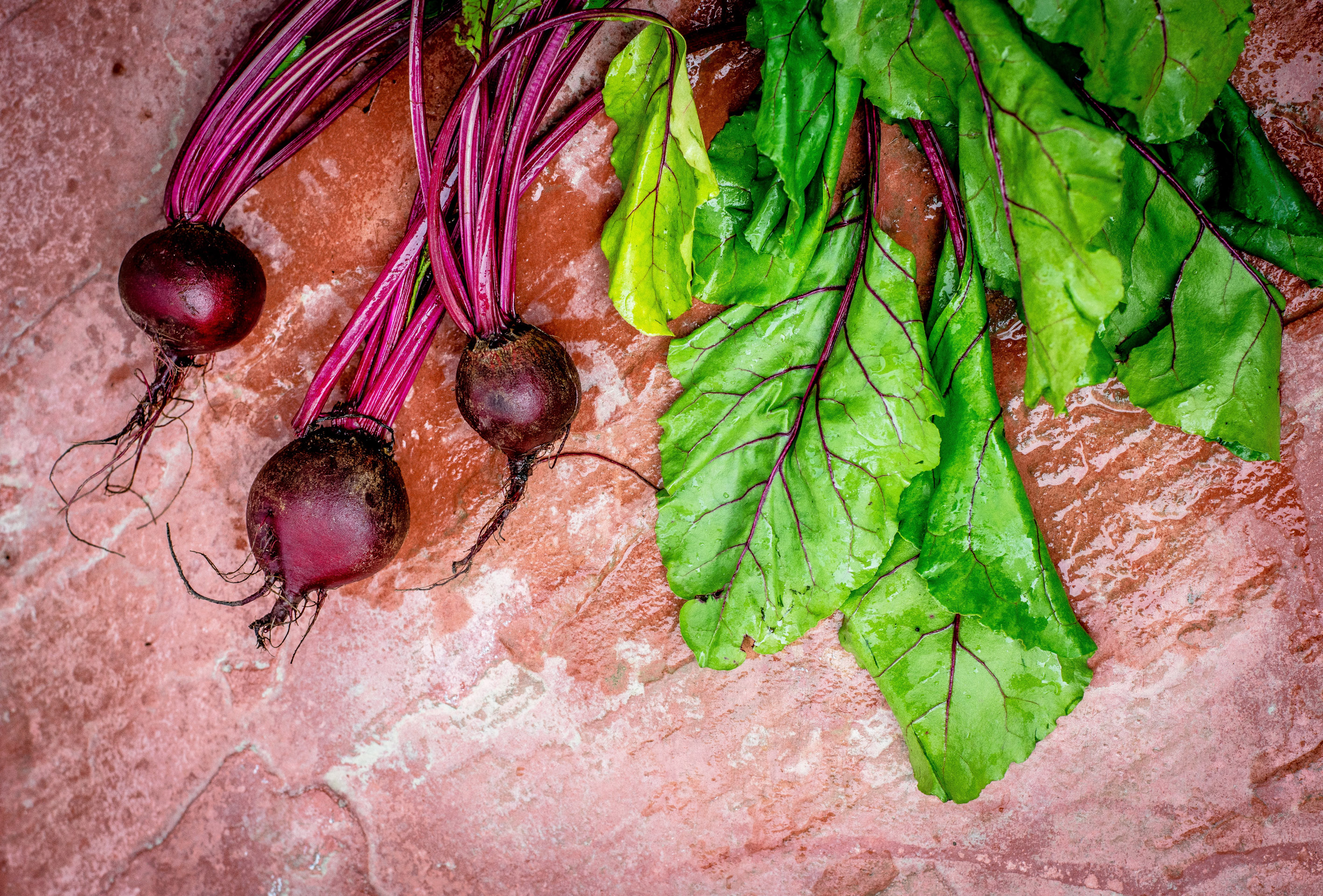 Cylindra beetroot & Horseradish Toasts