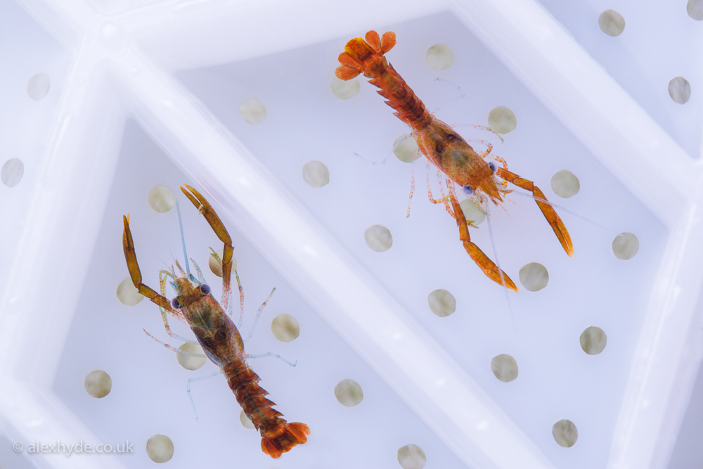 Keeping the Cornish Waters Swimming with Lobsters! - THE PIG