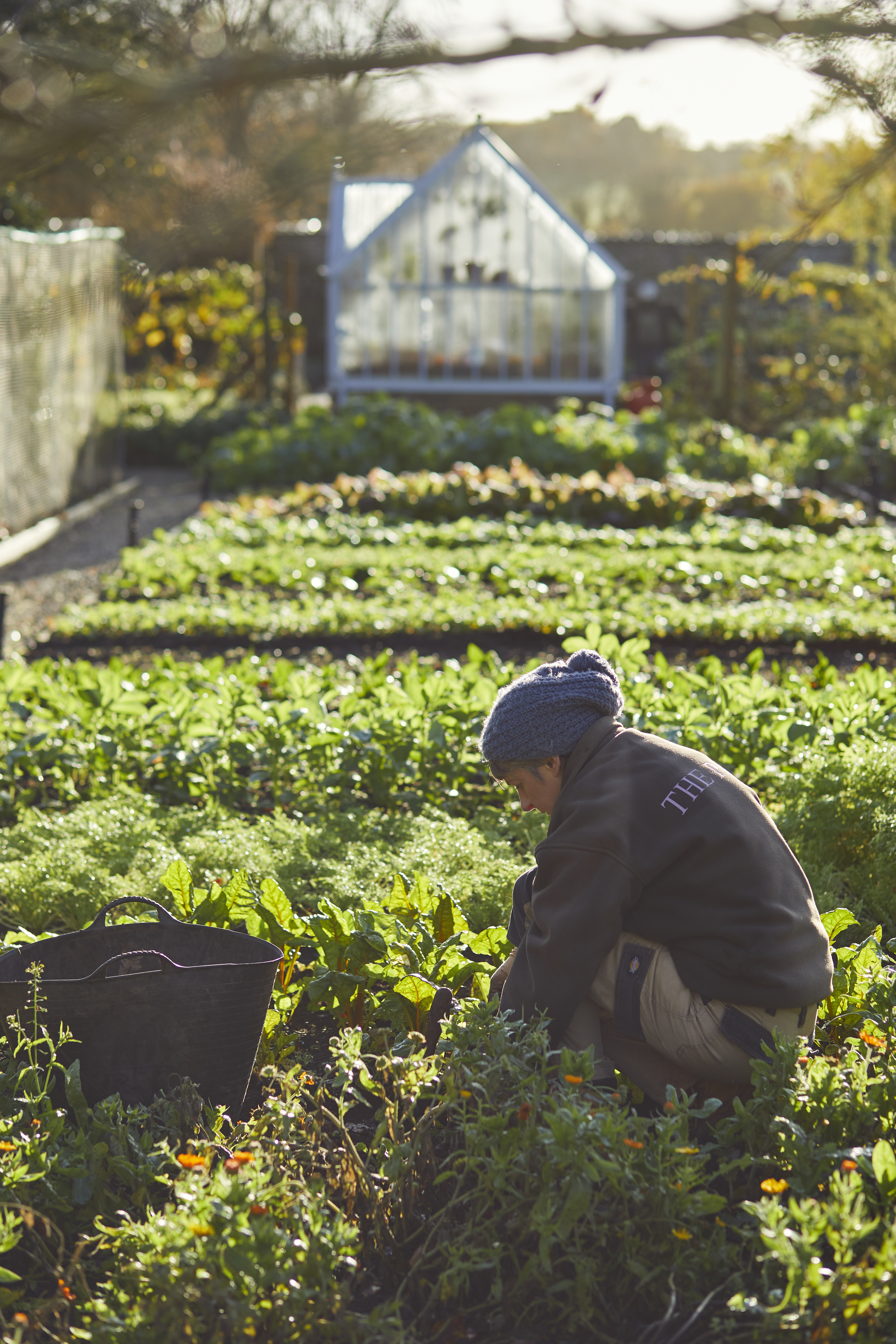 Explore Our PIGs - THE PIG