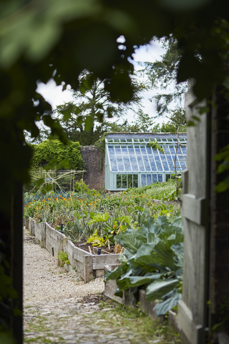 Beginners Guide to Growing Veg - THE PIG