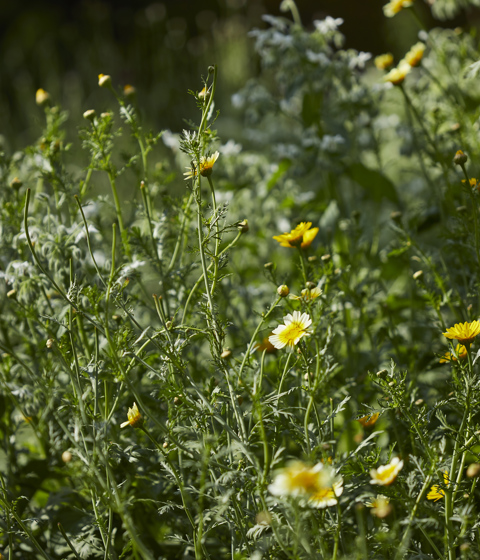 Sarah Raven’s must-have herbs - THE PIG
