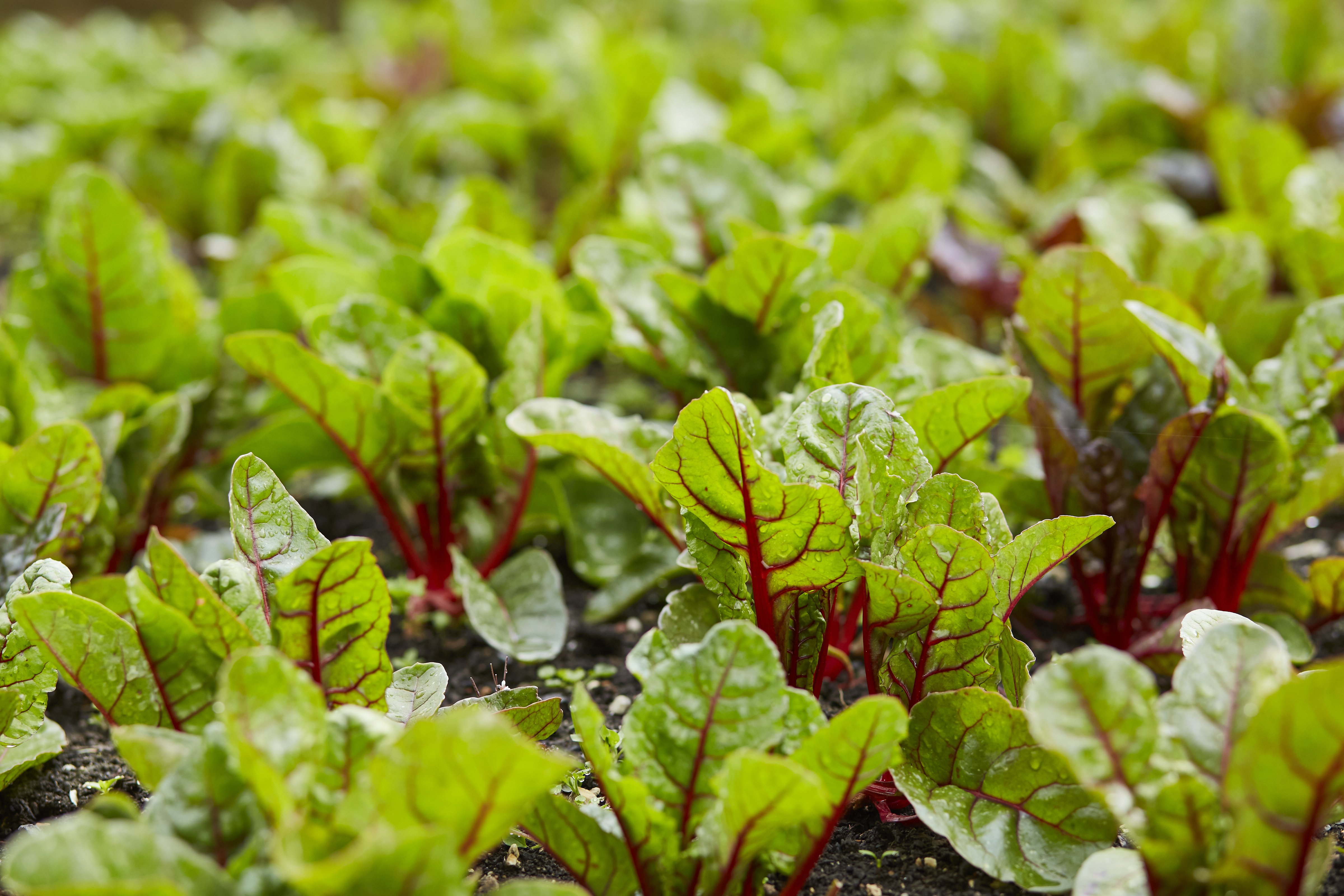 Ready, Set, Grow at THE PIG - THE PIG