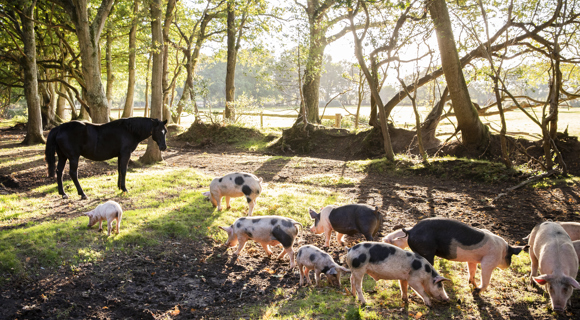 Events at THE PIGs - THE PIG