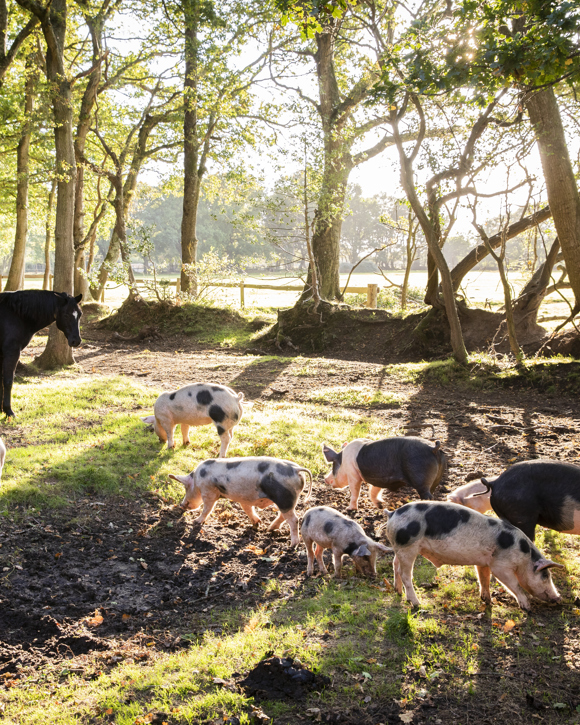 Experience THE PIG - THE PIG