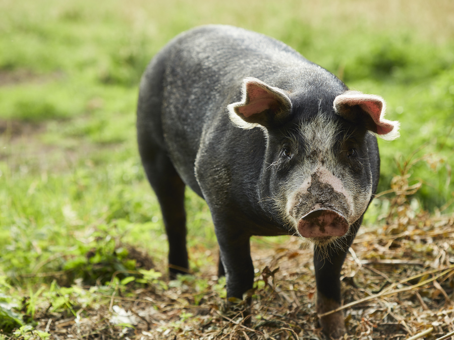 THE PIG-at Combe, Hotel & Restaurant in Devon - THE PIG